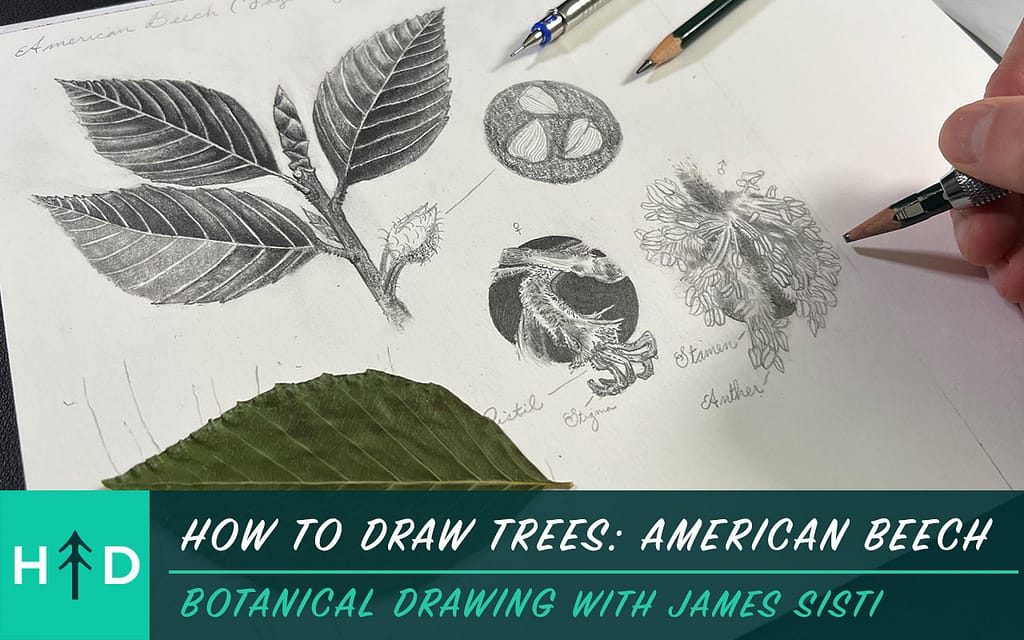 How to Draw Trees: American Beech - Hike And Draw