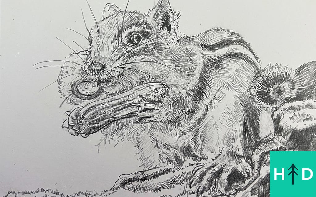How to Draw a Chipmunk - Hike And Draw