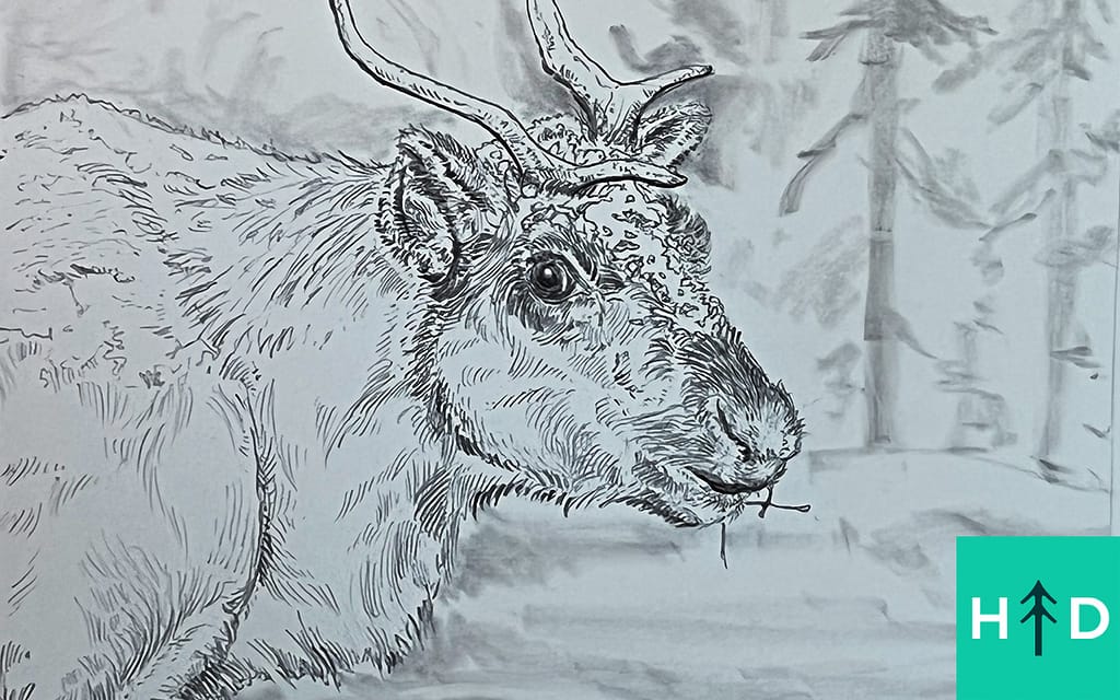 How to Draw a Reindeer - Hike And Draw