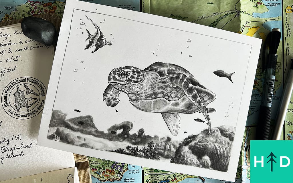 How to Draw Sea Turtles - Hike And Draw
