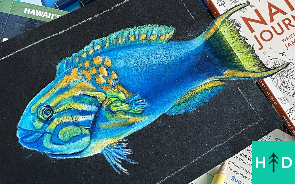 Banana Wrasse Color Pencil - Hike And Draw