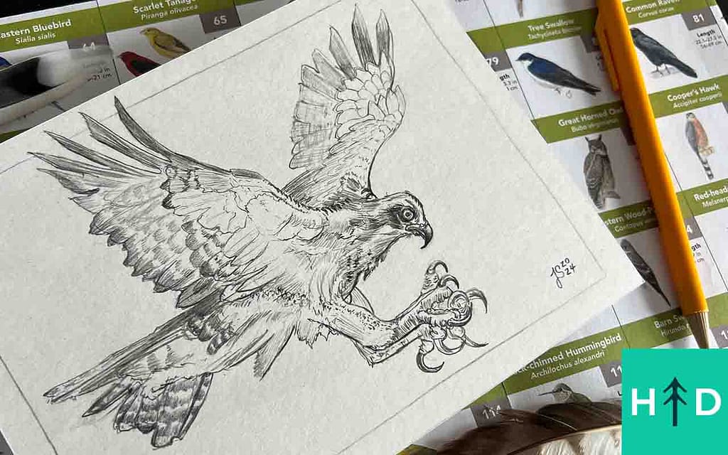 Drawing Ospreys Flying - Hike And Draw