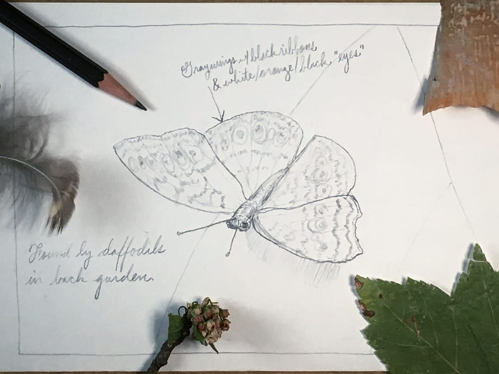 how to draw butterfly drawing