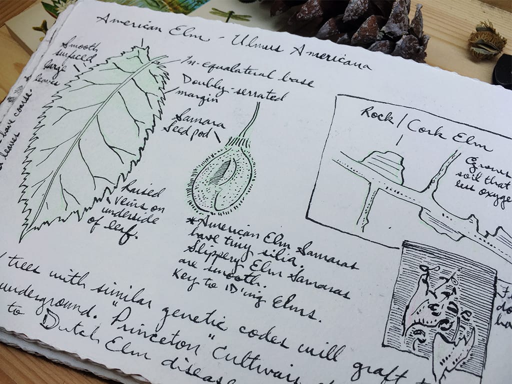 Nature Journaling Prompts [FREE DOWNLOADABLE PROMPTS LIST]