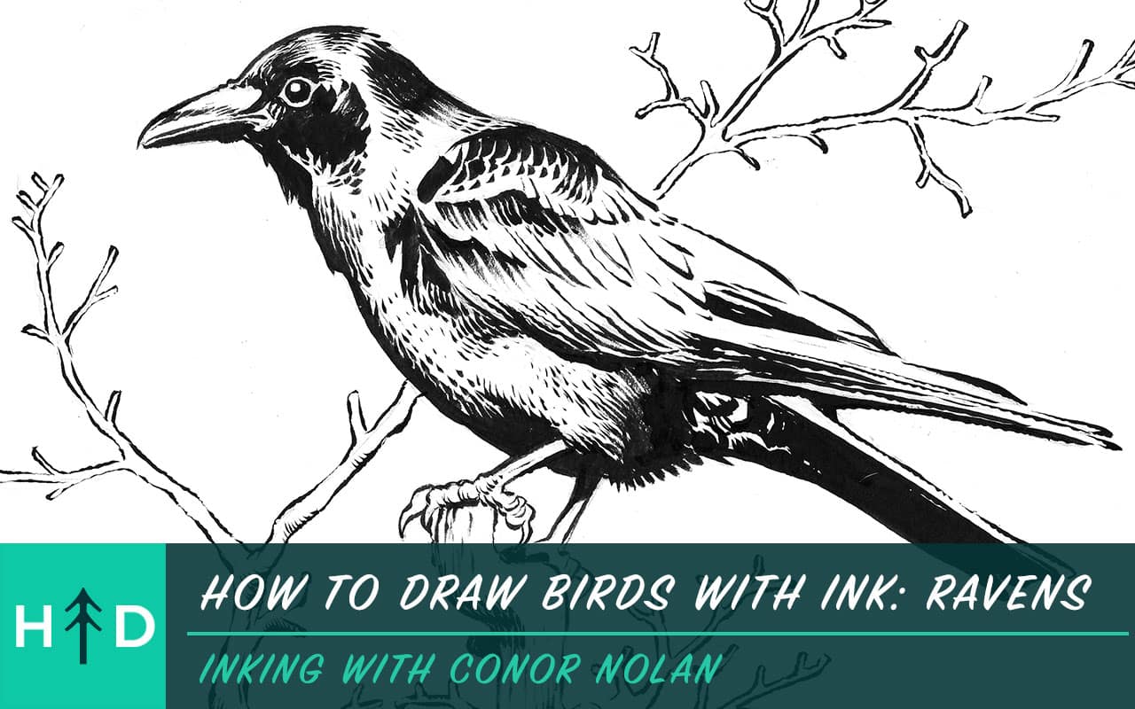 how to draw a raven bird easy