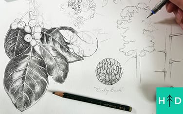 how to draw nature drawing video