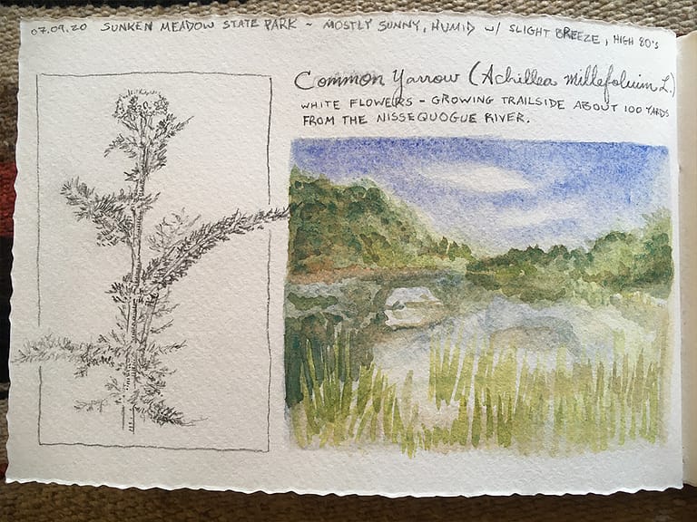 Journaling in Nature [FREE NATURE DRAWING LESSON]