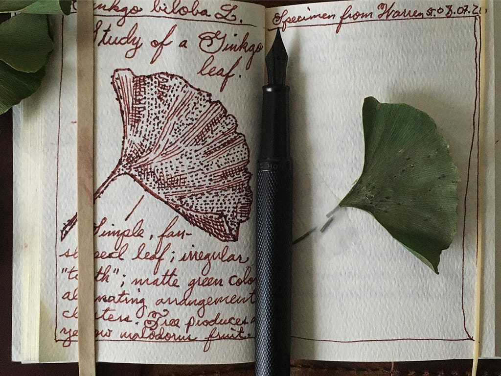 Best Field Sketching Kit for Beginners [FREE NATURE DRAWING LESSON]