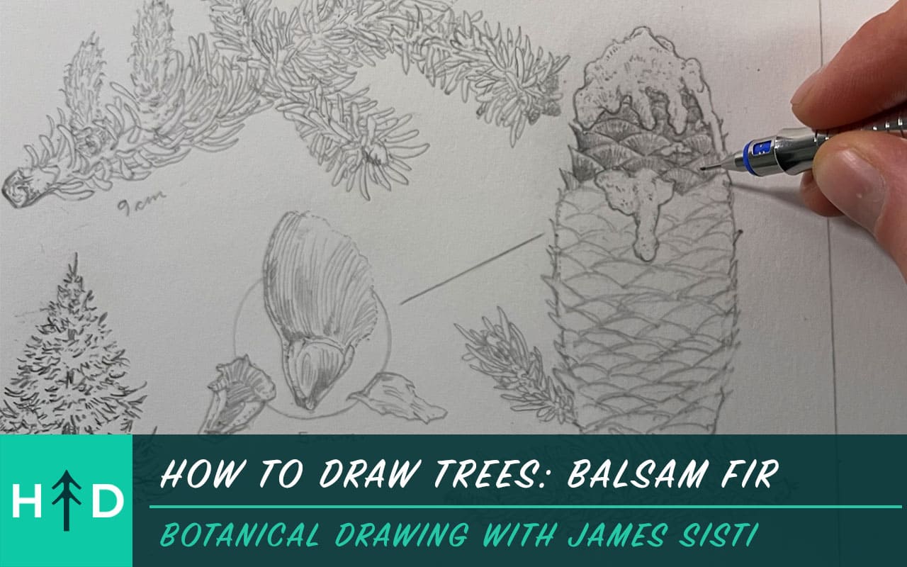 How to Draw Trees: Balsam Fir - Hike And Draw