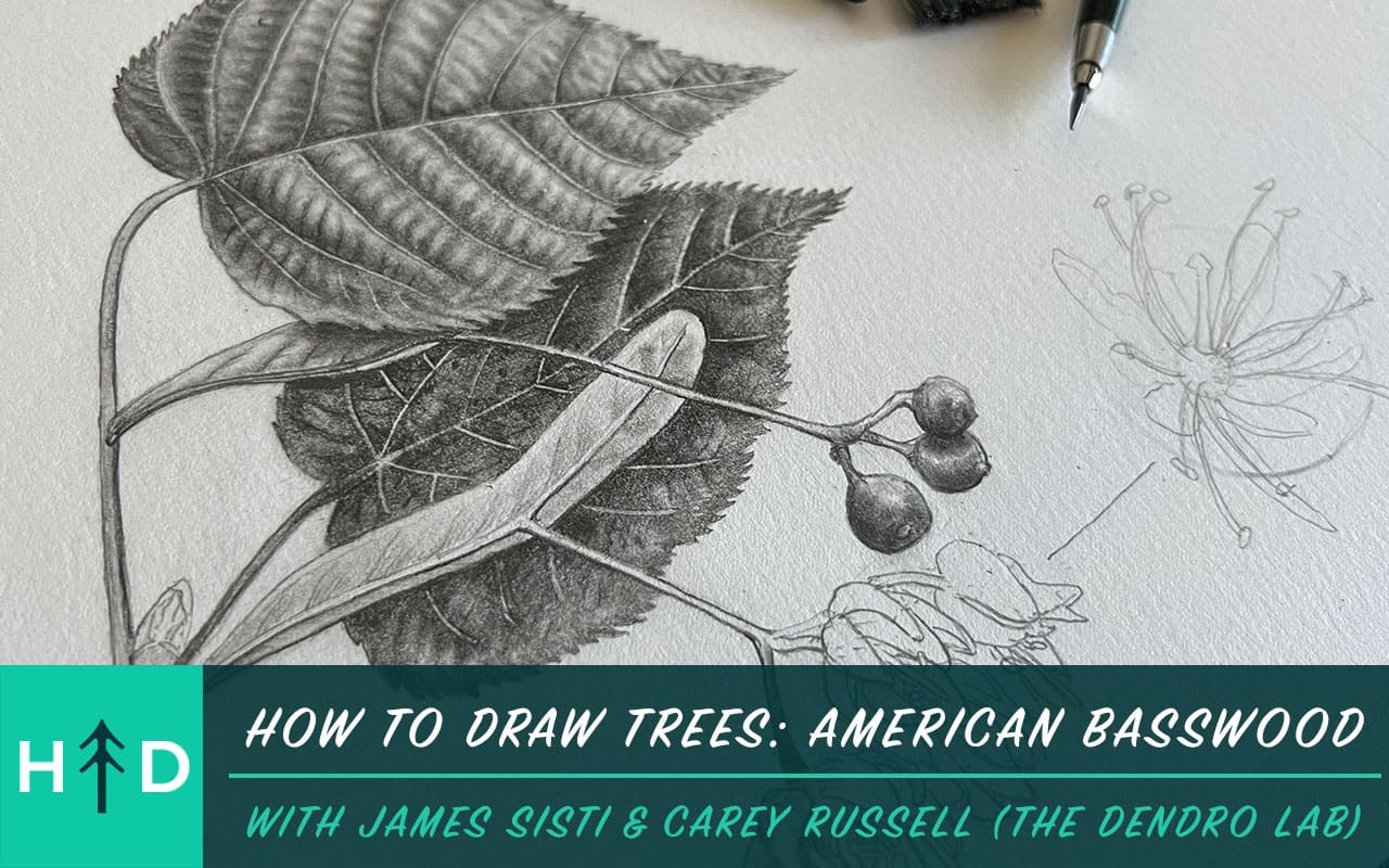 How to Draw Trees: American Basswood - Hike And Draw